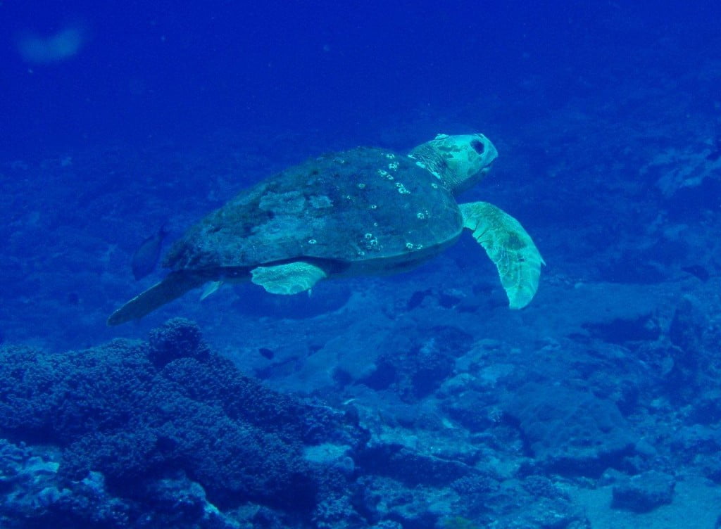 Loggerhead turtle - The Great Fiji Shark Count