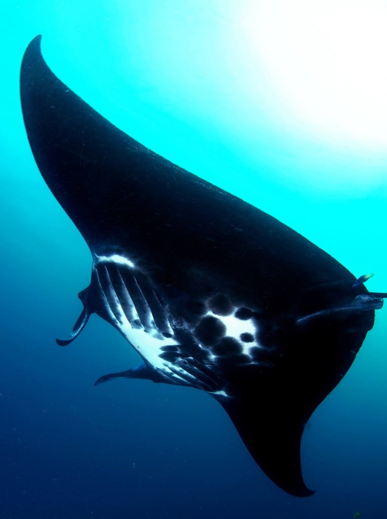 Manta rays - The Great Fiji Shark Count