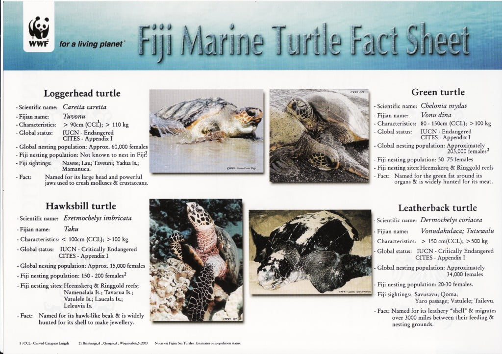 Why count Turtles? - The Great Fiji Shark Count