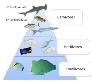 Coral Reef Food Pyramid