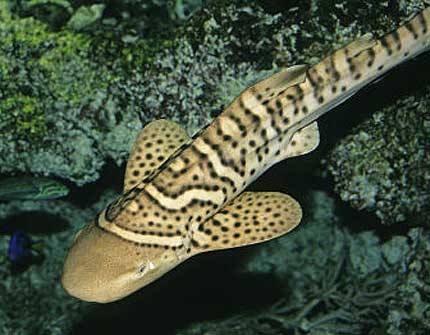 Leopard shark (Zebra shark) - The Great Fiji Shark Count